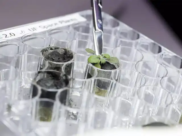 Space: Scientists grow plants on Moon soil - Giant leap for space ...