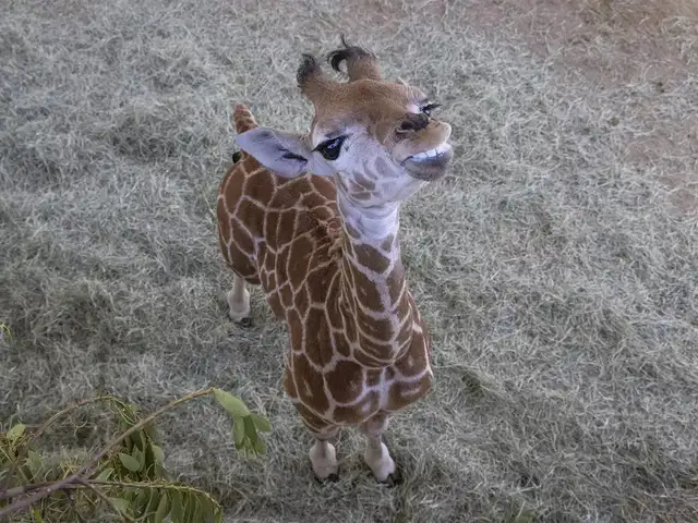 Hyperextended joint bones - Baby giraffe wears orthotic, runs around ...