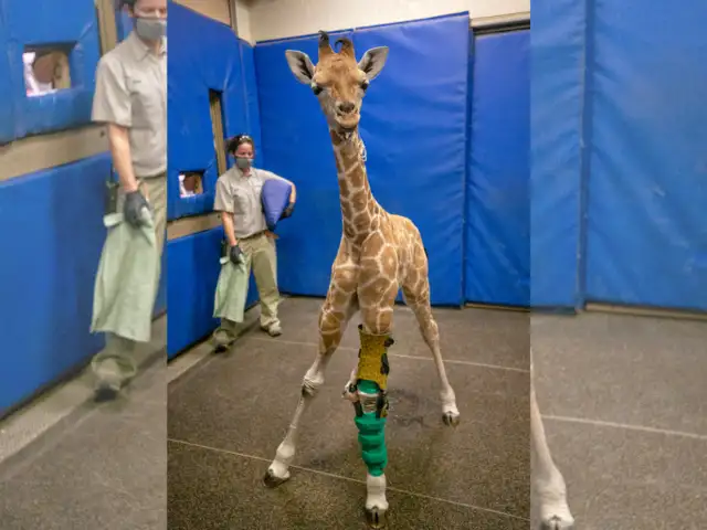 Hyperextended joint bones - Baby giraffe wears orthotic, runs around ...