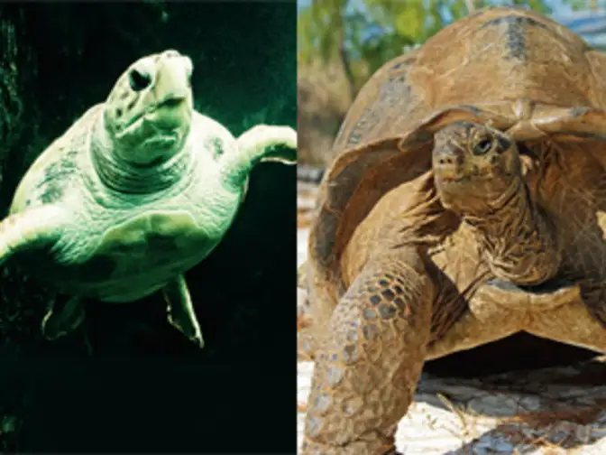Turtle vs Tortoise: Turtles are aquatic and omnivores while tortoises ...