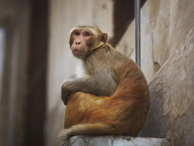 How dangerous is it? - Monkeypox: How concerned should we be? | The ...