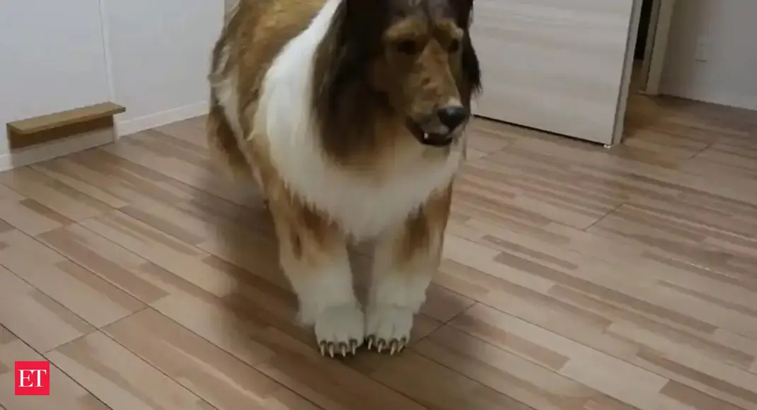 Japanese Man Dog Costume Japanese Man Pays A Hefty Sum Of Rs 12 Lakh