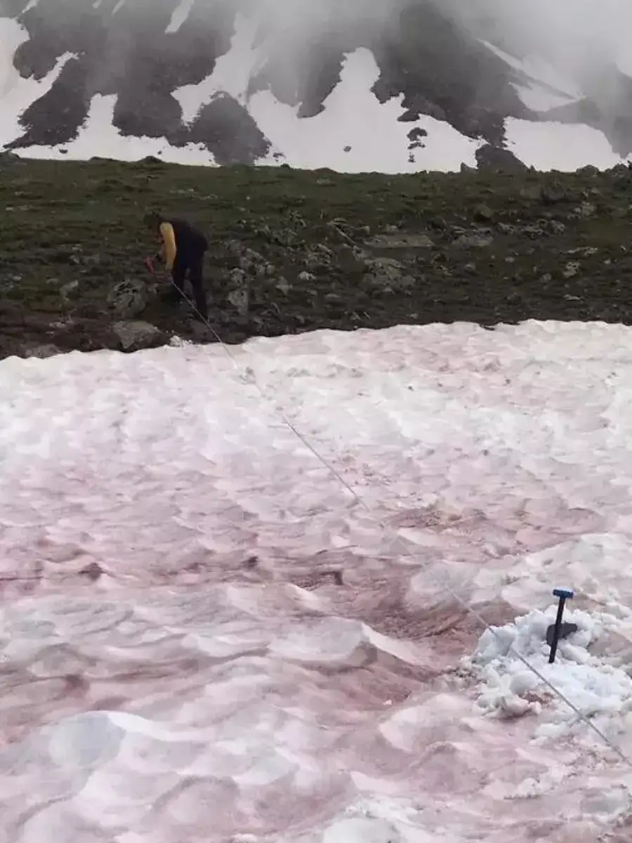 Link between 'snow blood' and climate change? | EconomicTimes