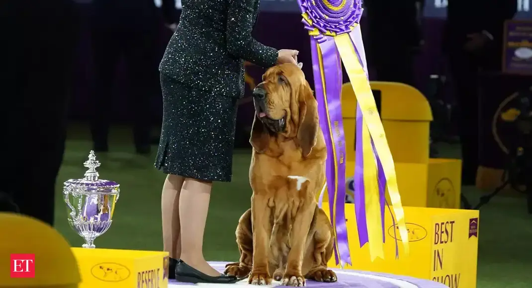 Winners in each category - For the first time, a bloodhound wins top US ...