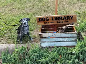 dog library: American woman creates unique library for dogs, internet ...