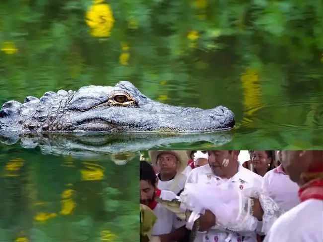 Alligator in white wedding dress! This Mexican mayor marries reptile to ...