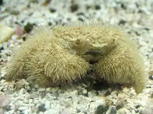 Fluffy crab species: Scientists find new “Fluffy” crab species in ...