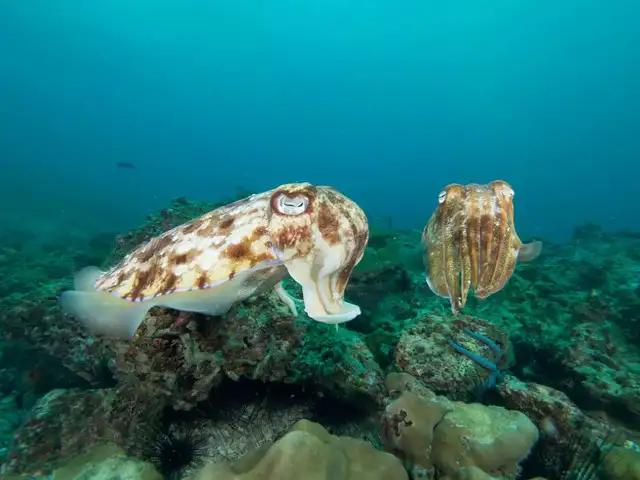 How cuttlefish hide - Chameleons of the Sea: Cuttlefish camouflage is ...