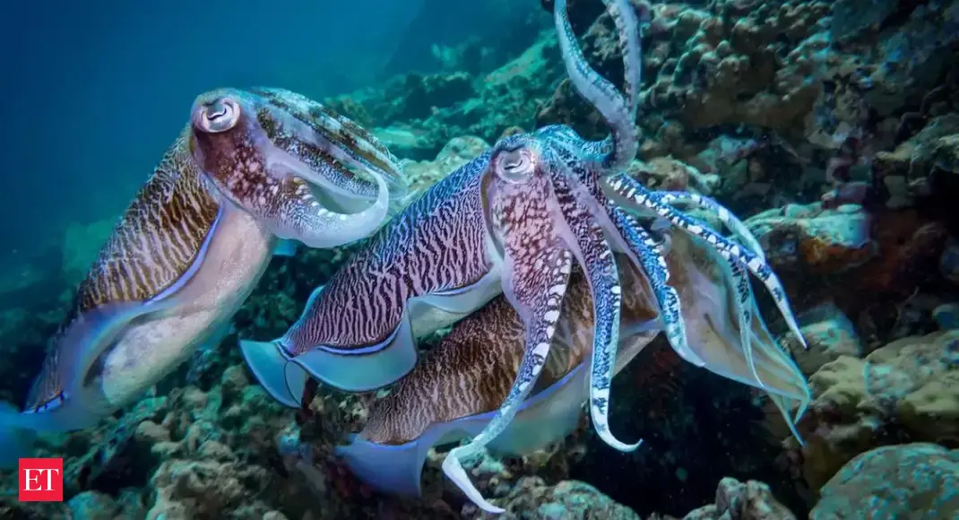 How cuttlefish hide - Chameleons of the Sea: Cuttlefish camouflage is ...