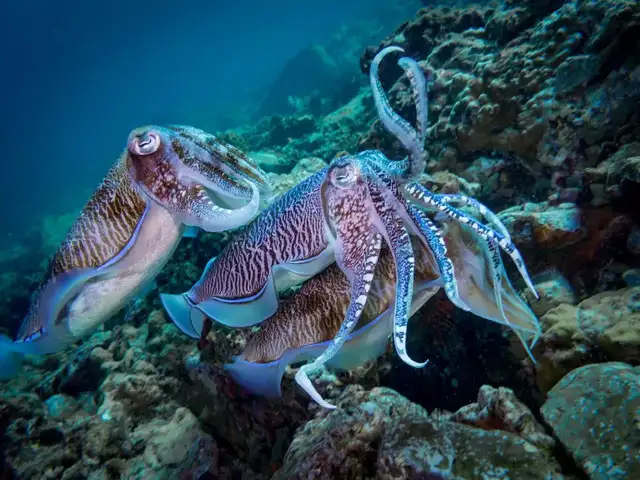 How cuttlefish hide - Chameleons of the Sea: Cuttlefish camouflage is ...