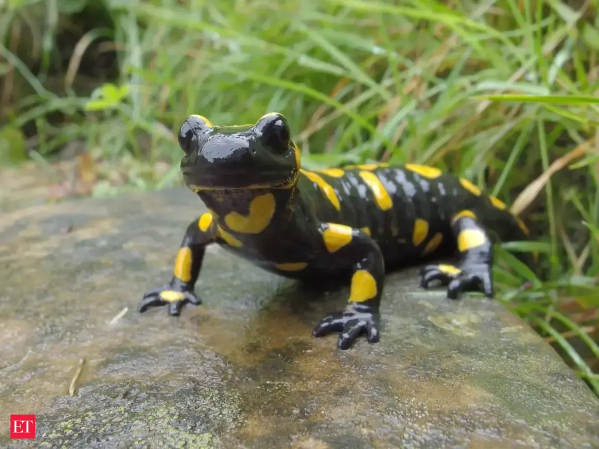 Chameleons - 6 fascinating animals that have the ability to regenerate ...