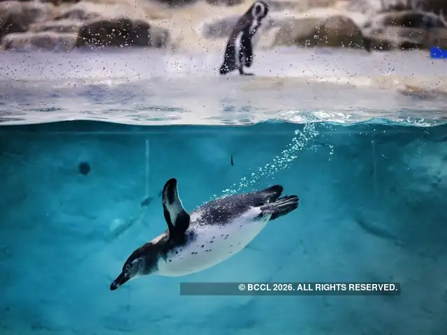 Waimanu manneringi - Scientists discover the evolutionary beginnings of ...