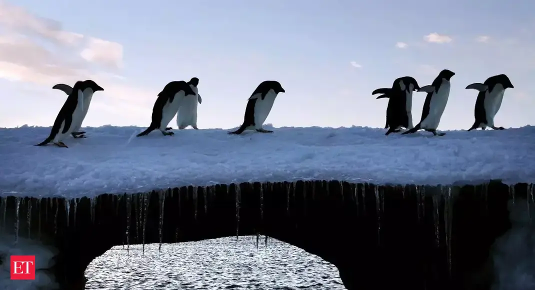 Waimanu manneringi - Scientists discover the evolutionary beginnings of ...