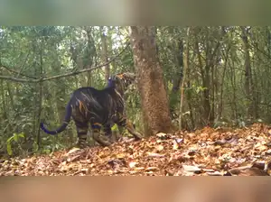 Rare black tiger caught on camera at Similipal: Watch video - The ...