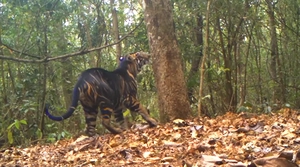 Rare black tiger caught on camera at Similipal: Watch video - The ...