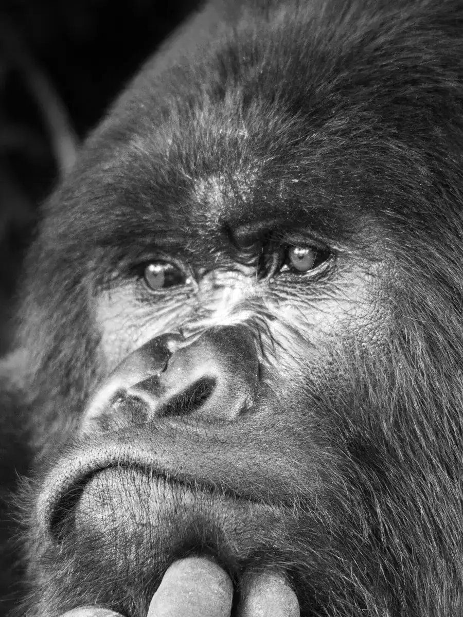Rats to Chimpanzees: Brainiest animals in the world | EconomicTimes