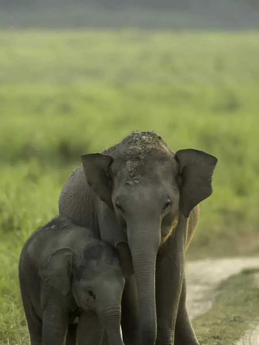Ten facts about the gentle giants of animal kingdom | EconomicTimes