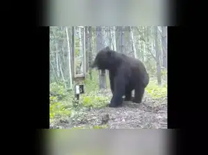 bear: A bear sees itself in a mirror; watch what follows - The Economic ...