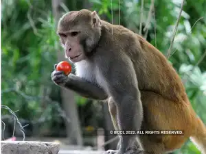 Vrindavan Monkey Video: Watch: Monkey grabs district magistrate's ...