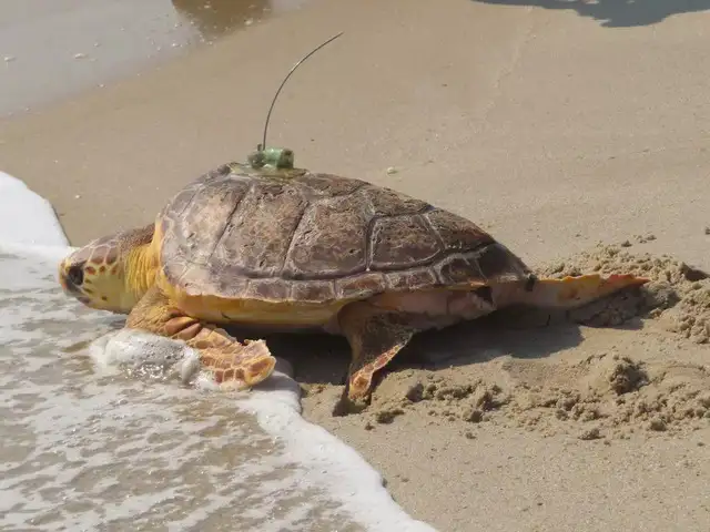 World's toughest turtle? Survivor among 8 returns to ocean - Strongest ...
