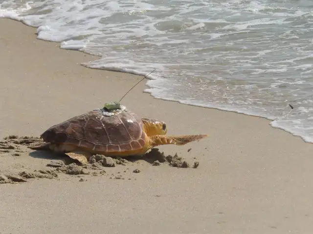 World's toughest turtle? Survivor among 8 returns to ocean - Strongest ...
