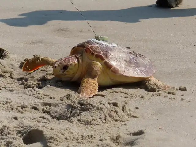 'Titan' turtle - World's toughest turtle? Survivor among 8 returns to ...