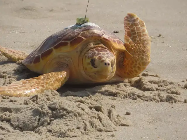 World's toughest turtle? Survivor among 8 returns to ocean - Strongest ...