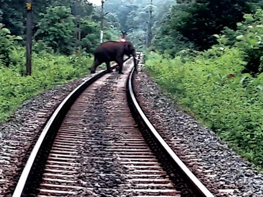 Man vs wild: How to reduce the rising instances of human-animal ...