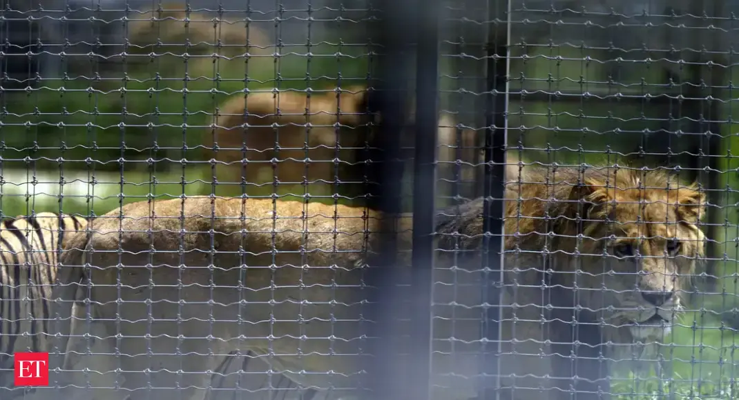 lion attack: Lion kills man who tried to steal cubs from zoo enclosure ...