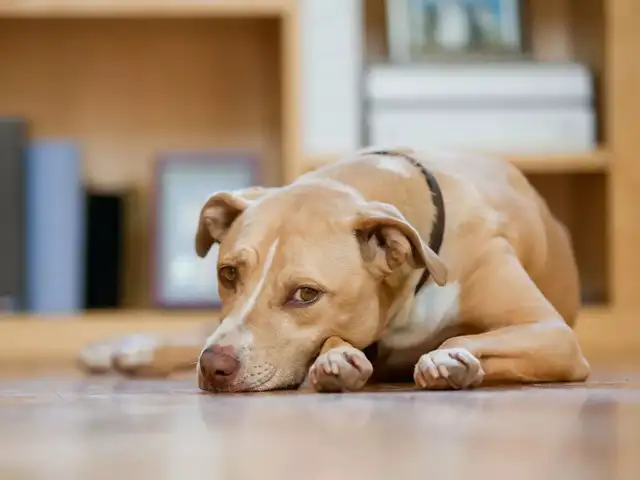 Signs of CCD - Dementia risk 6.5 times higher in inactive dogs | The ...