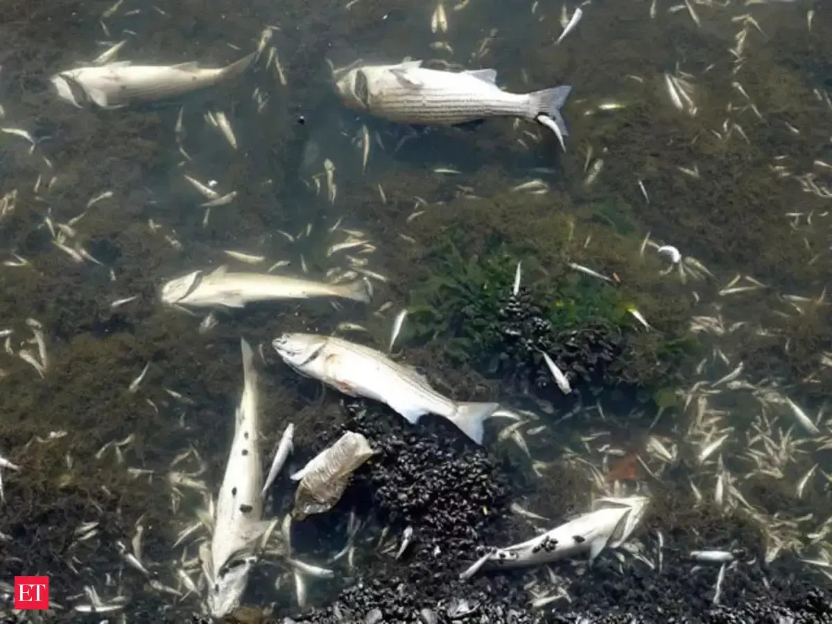 san francisco bay area: Toxic algae causes massive fish kill in San ...