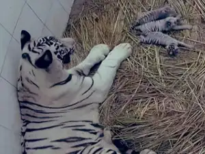 white tigers: Rare white tigers gives birth to three healthy cubs at Delhi zoo; See adorable ...