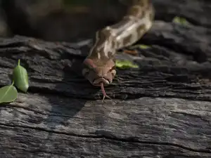 Python News: Rescued python to undergo rare plastic surgery in Mumbai ...