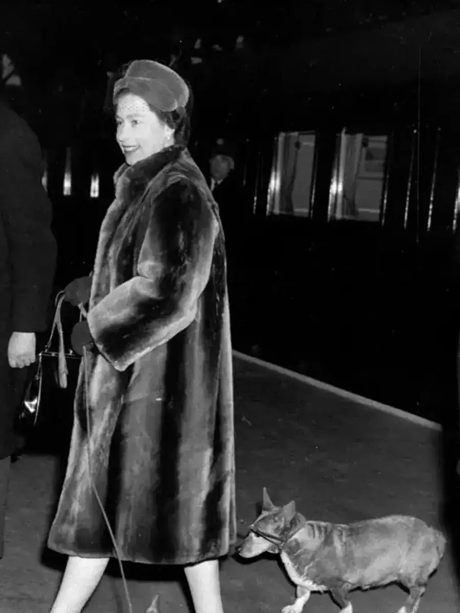 Queen Elizabeth Dogs: Remembering Queen Elizabeth and her love for dogs ...