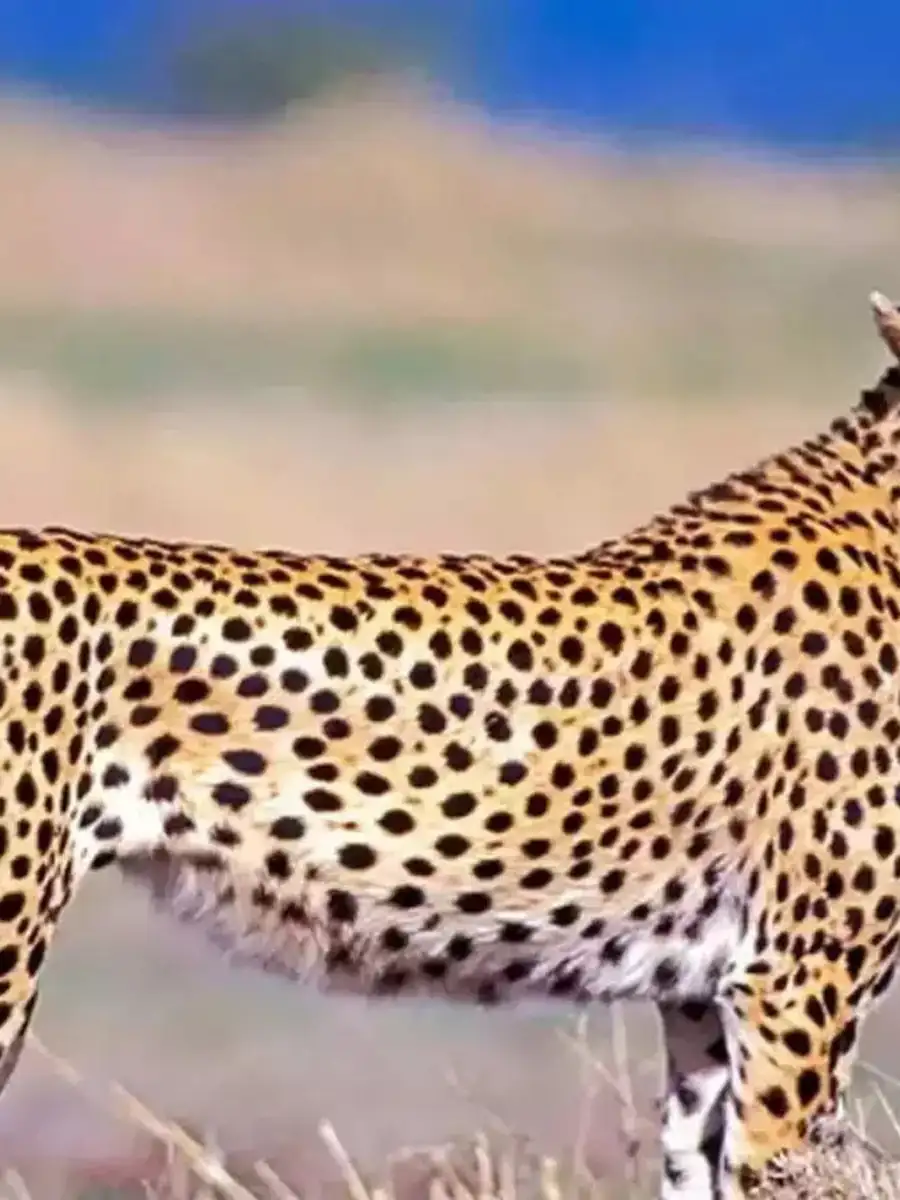 Bharat Me Cheete Ka Itihaas : बीसवीं शताब्दी की शुरुआत तक भारतीय चीतों ...