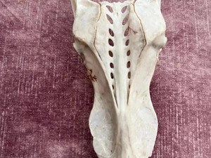 dragon skull: Strange 'dragon skull' found on a beach in Britain. See ...