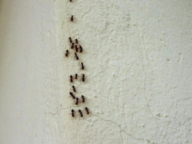 How do ants make climbing walls look so easy? This biologist has the ...