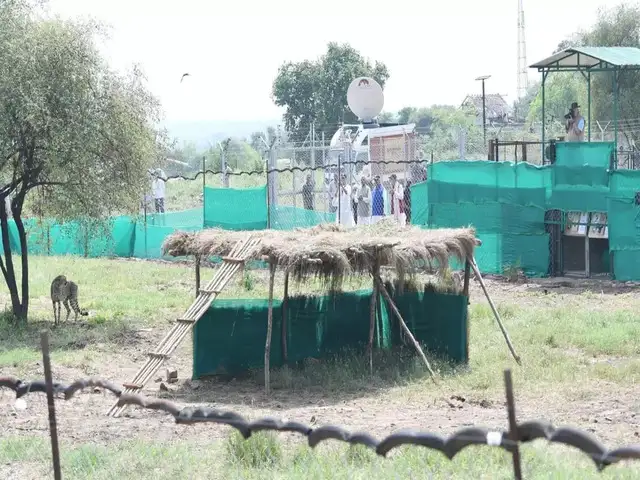 PM Modi releases cheetahs into special enclosures in Madhya Pradesh ...