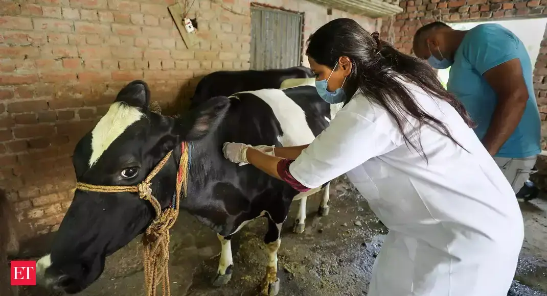 Lumpy 325 Active Cases Of Lumpy Skin Disease In Delhi Govt Procures