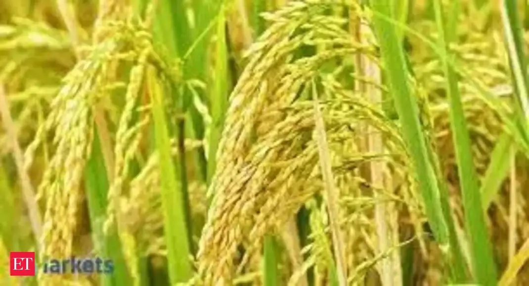 Haryana crop: Basmati prices may zoom as rains hit Haryana crop - The ...