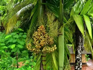 Govt allows import of 17,000 ton/yr green areca nut without MIP ...