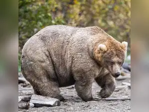 katmai national park: Fat Bear Week 2022: Alaska's Katmai National Park ...