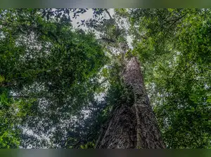 Angelim vermelho: What it took to reach tallest tree in Amazon forest ...