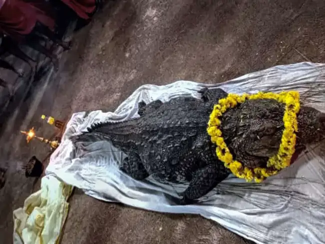 'Vegetarian' crocodile which guarded temple for 80 years mourned in ...