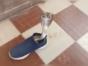 Cobra Snake: Viral video: Cobra hides inside shoe, snake catcher ...