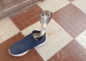 Cobra Snake: Viral video: Cobra hides inside shoe, snake catcher ...