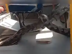 UP School Bus Python: Watch: Huge python found in UP school bus ...