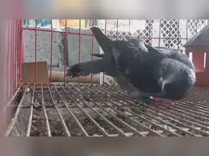 Zombie Birds: Pigeons turn into 'zombie birds' with twisted necks ...