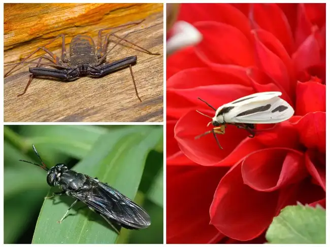 This spooky season of Halloween, a look at 7 'creepy crawlies' that are ...