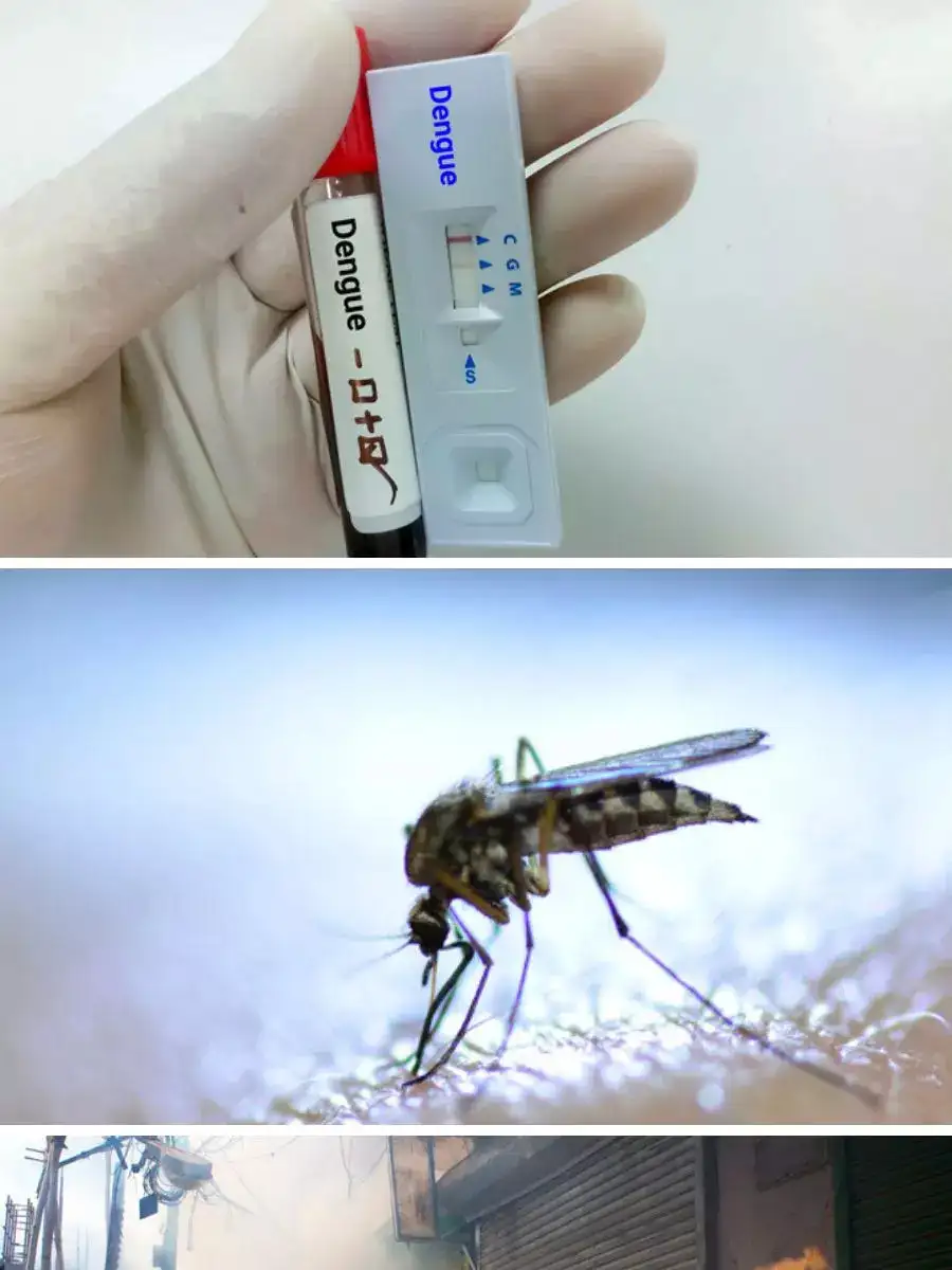 dengue: Here’s Everything You Need To Know About Dengue | EconomicTimes dengue: Here’s Everything You Need To Know About Dengue | EconomicTimes